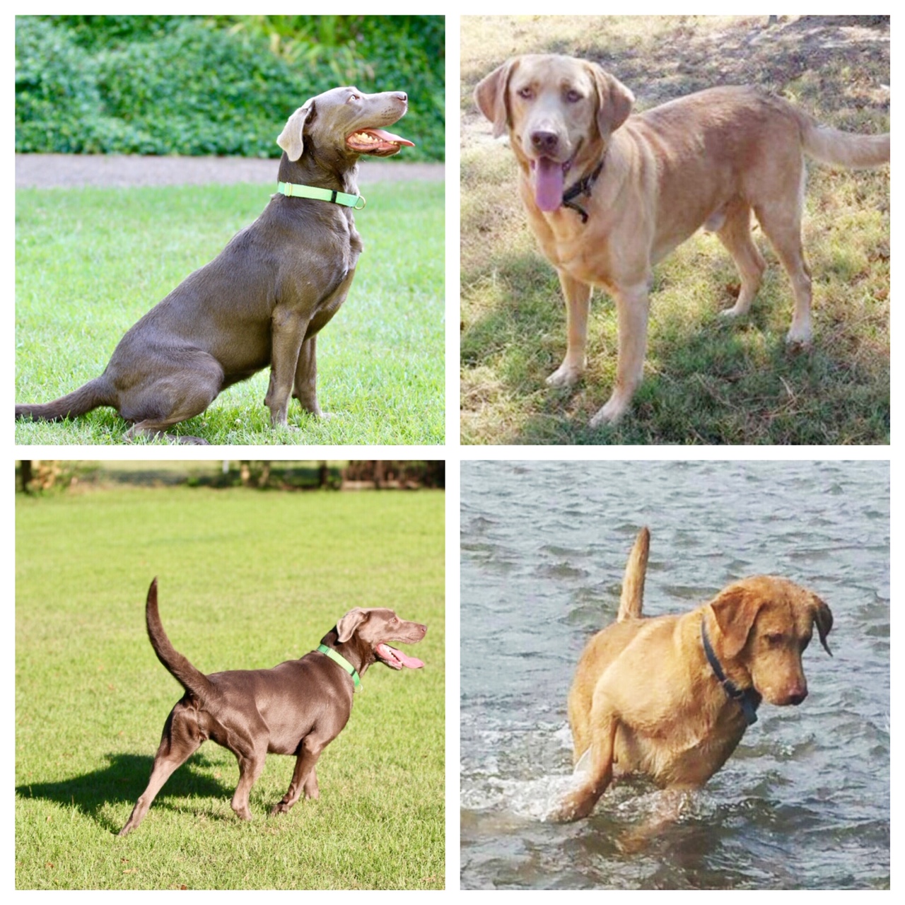 All-Starlets – All Star Silver Labs